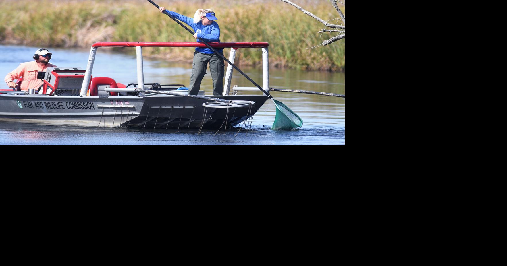 FWC shocks, stuns fish in study of Homosassa River's health | Local ...