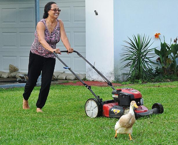 Pet duck turns heads | Local News | chronicleonline.com