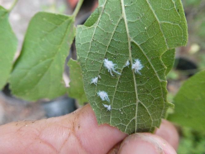 Sugarberry in Florida | Real Estate | chronicleonline.com