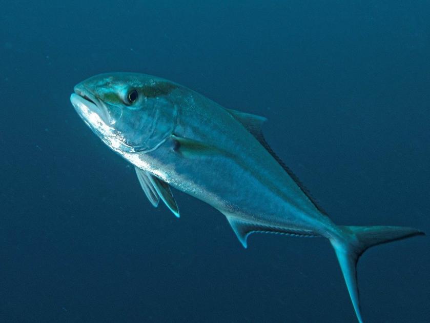Greater amberjack season to reopen soon | Local News | chronicleonline.com