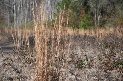Broomsedge: defending its place in the landscape | Local News ...