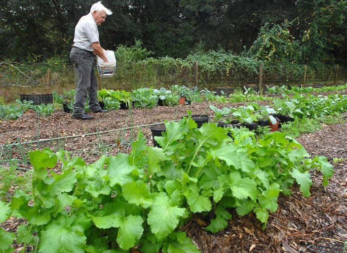 Mr. Green Thumb | Local News | chronicleonline.com