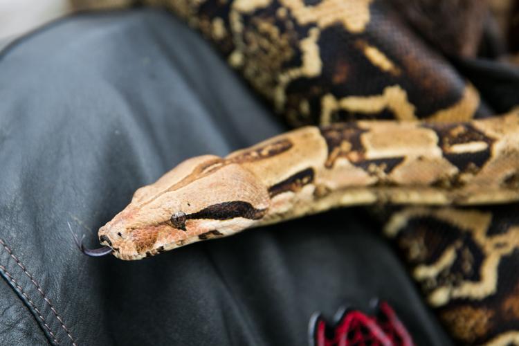 Firefighter rescues 6-foot python from blaze | News | chronicleonline.com