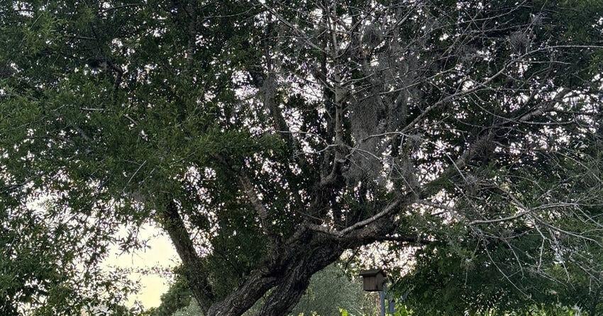 The Arborist: Citrus County’s newest Florida Champion tree: Chickasaw ...