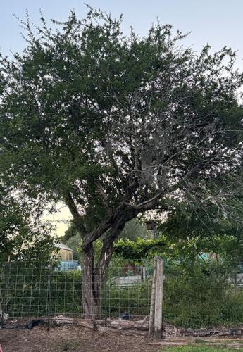 The Arborist: Citrus County’s newest Florida Champion tree: Chickasaw ...