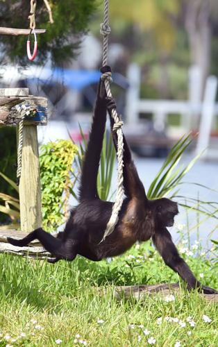Monkeys almost ready to occupy their new home | Local News ...