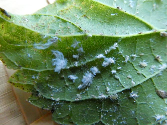 Sugarberry in Florida | Real Estate | chronicleonline.com