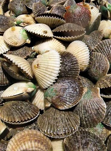 Scallop season labeled a success despite pandemic | Local News ...