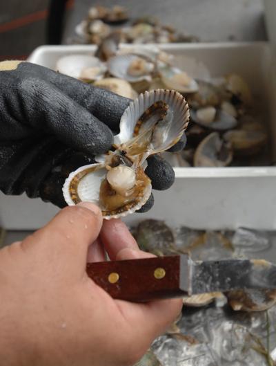 Scalloping 101 | News | chronicleonline.com