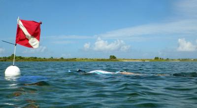 FWC reminds boaters to recognize divers-down devices, flags amid ...