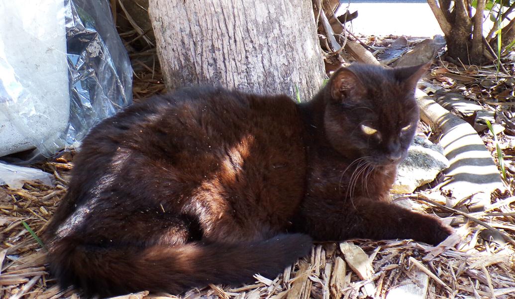 Binx, the plaza cat, not going anywhere | Local News | chronicleonline.com