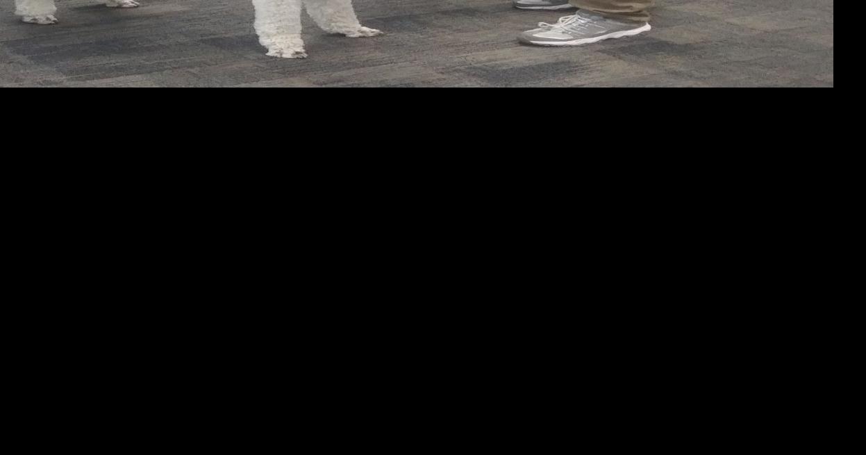 Business owners learn how to deal with service dogs | Local News ...