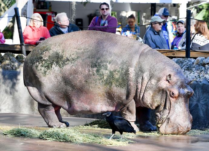 Farewell to Lu: Homosassa’s beloved hippo leaves generations of ...