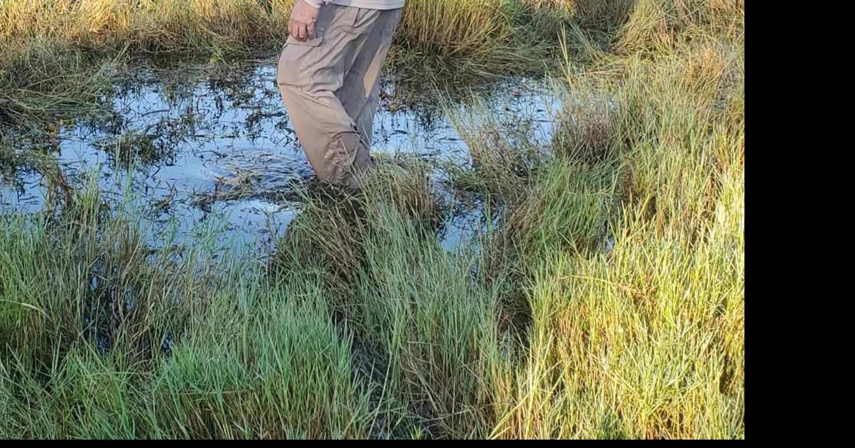 Wetlands: A warning sign we should not ignore | Columnists ...