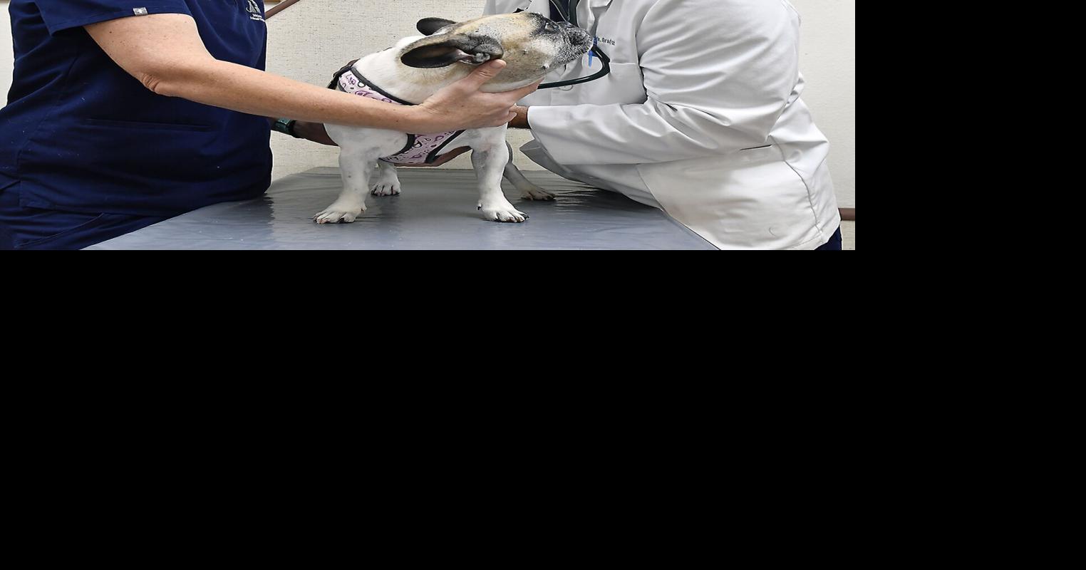 Coming home: 2003 CRHS grad new owner of Midway Animal Hospital | Local ...