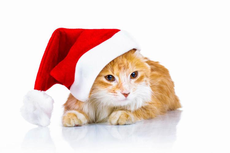Precious Paws to begin annual Pet Angel Holiday Drive | Local News ...