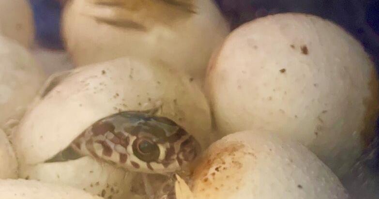 blue snake eggs hatching