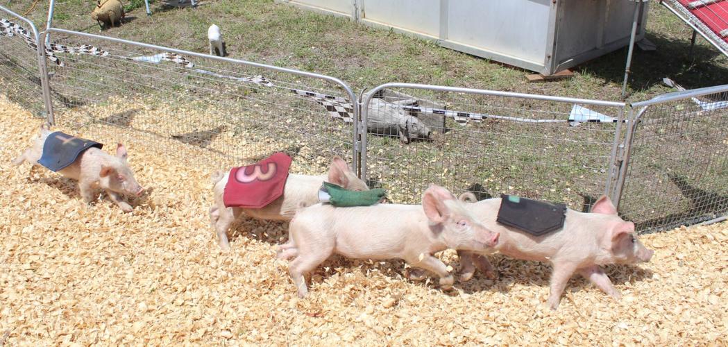 Go, pigs, go! | Local News | chronicleonline.com