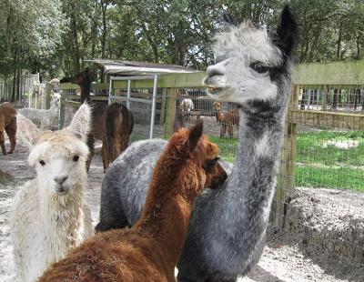 Celebrating those amazing alpacas | Entertainment in Citrus County ...