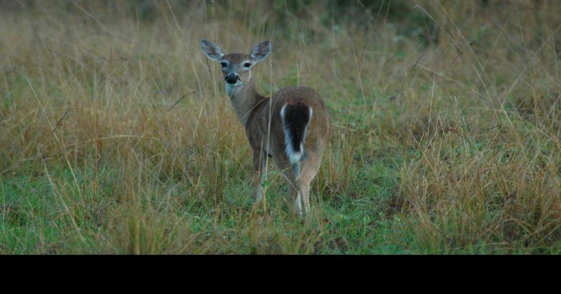 FWC, FDACS and partner agencies activate chronic wasting disease ...