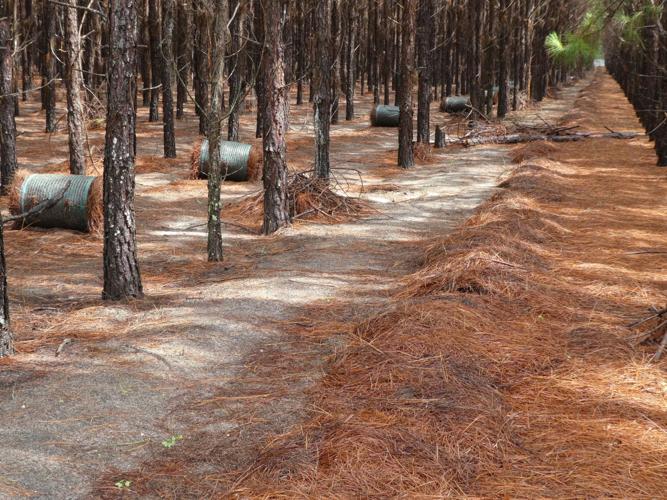 Slash pines have commercial uses | Real Estate | chronicleonline.com