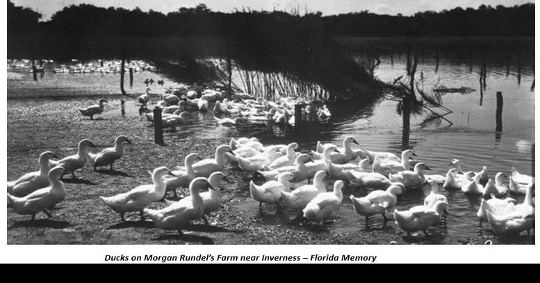 The largest Duck farm in the South | Local News | chronicleonline.com