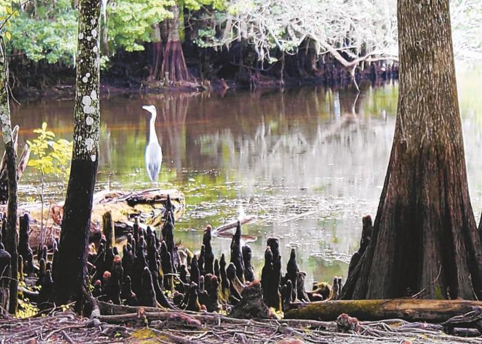 Paddle the Withlacoochee River | Discover | chronicleonline.com