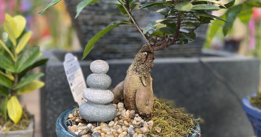 Good little things come to those who wait | Home and Outdoor Living ...