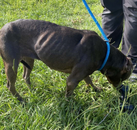 CCSO arrests man on two counts of aggravated animal cruelty | Local ...