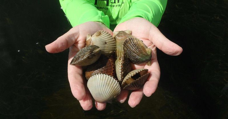 Scalloping season opens this weekend in Levy County | Sports ...