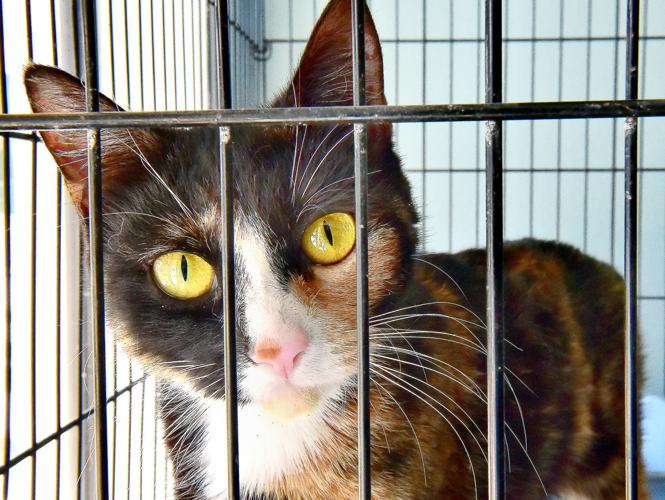 Nonprofit Spotlight: Precious Paws 'rescuing pets four paws at a time ...