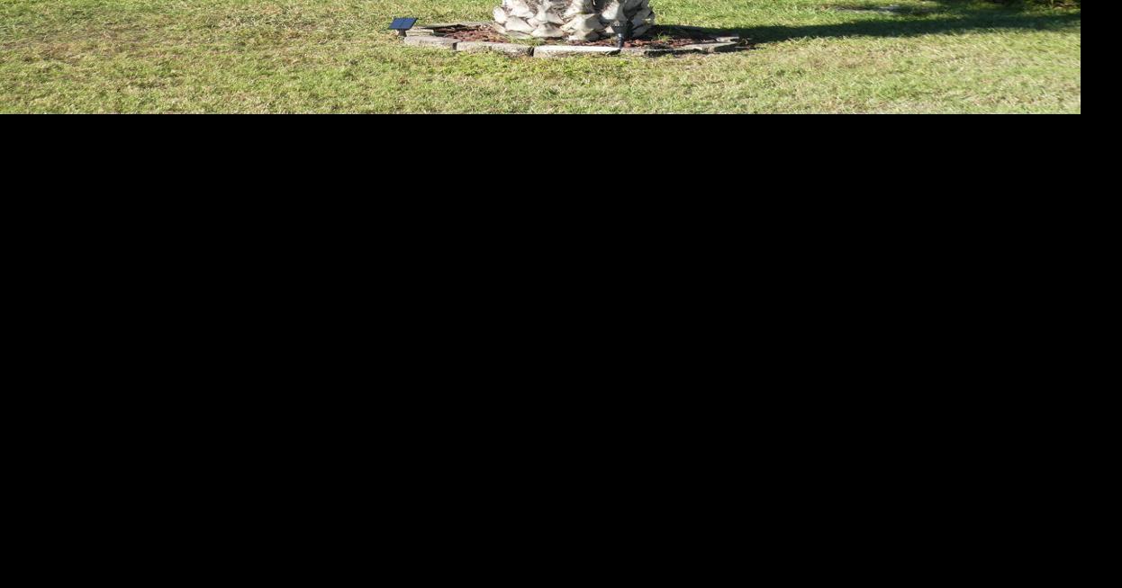 Pindo Palm a graceful, exotic tree | Real Estate | chronicleonline.com