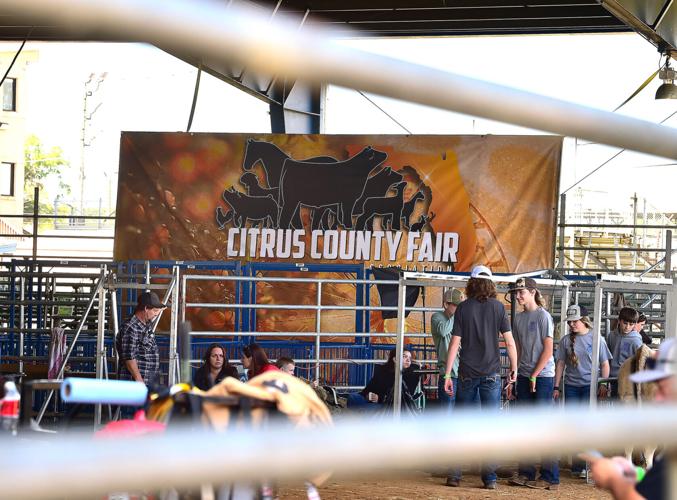 It's showtime! FFA and 4-H kids getting ready to show their animals at ...