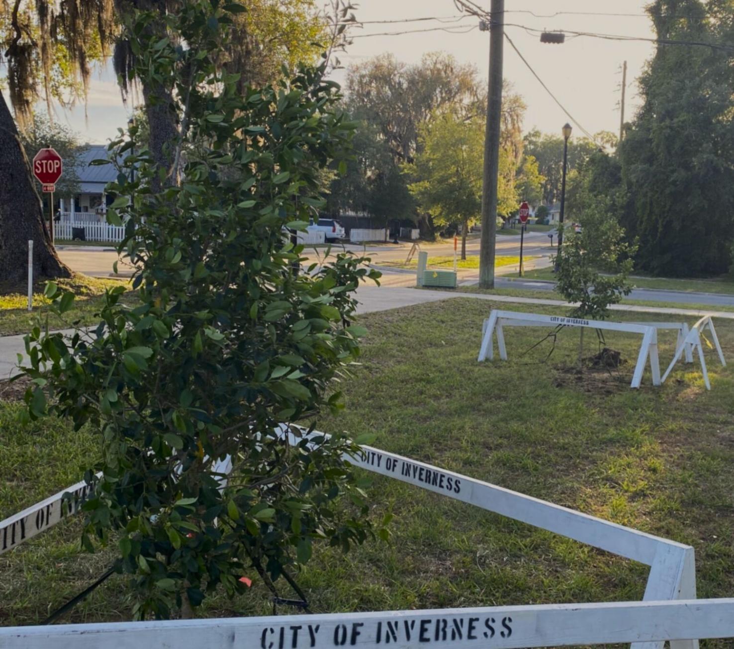 Inverness advances tree canopy plan | Local News | chronicleonline.com