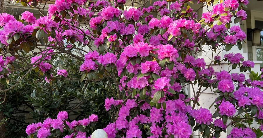 Transplanting shrubs: Timing and technique for a thriving garden | Home ...