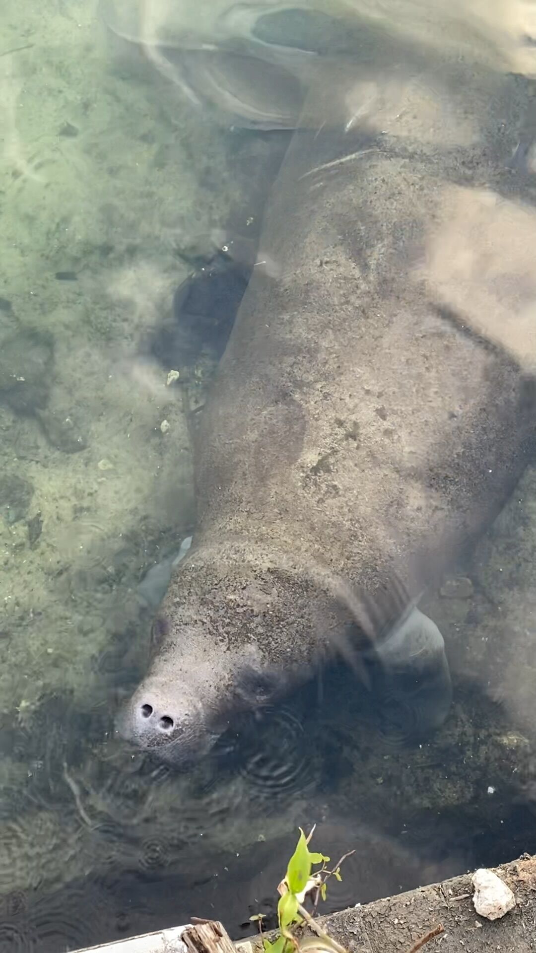 Manatee in critical condition after Homosassa rescue | Local News ...