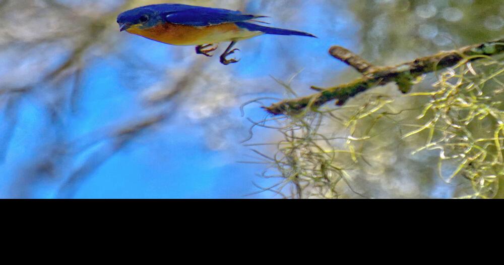 Thomas-Hendrick_Inverness_5820124 | Birdingtrails | chronicleonline.com