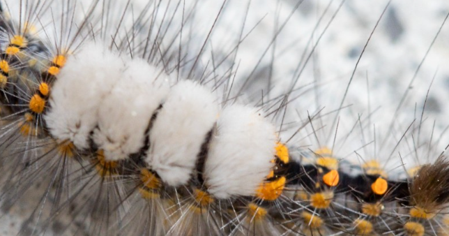 Caterpillar cascade | Local News | chronicleonline.com