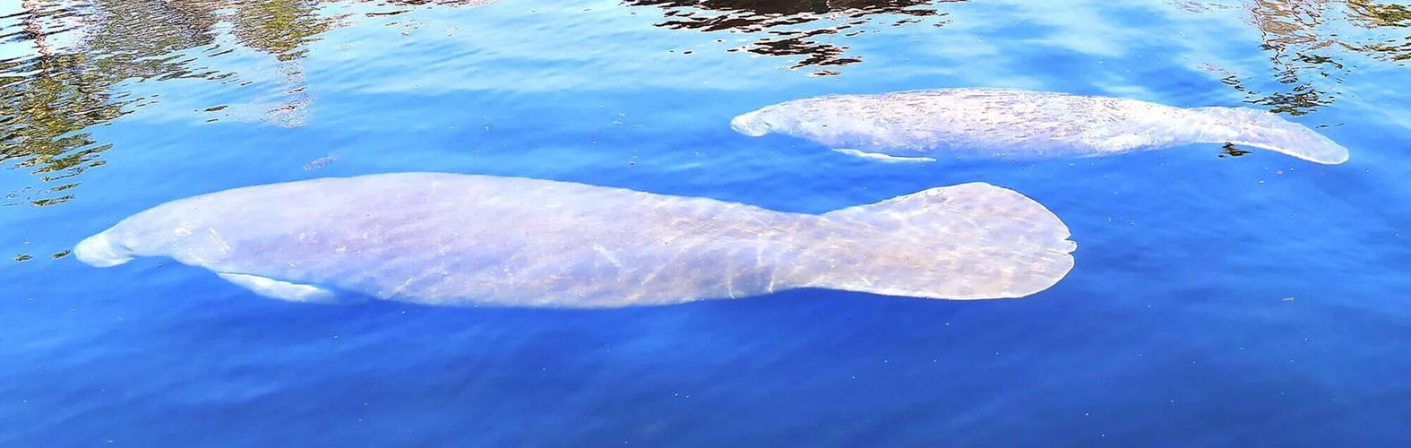 Go slow and look below: Manatees on the move | Local News ...