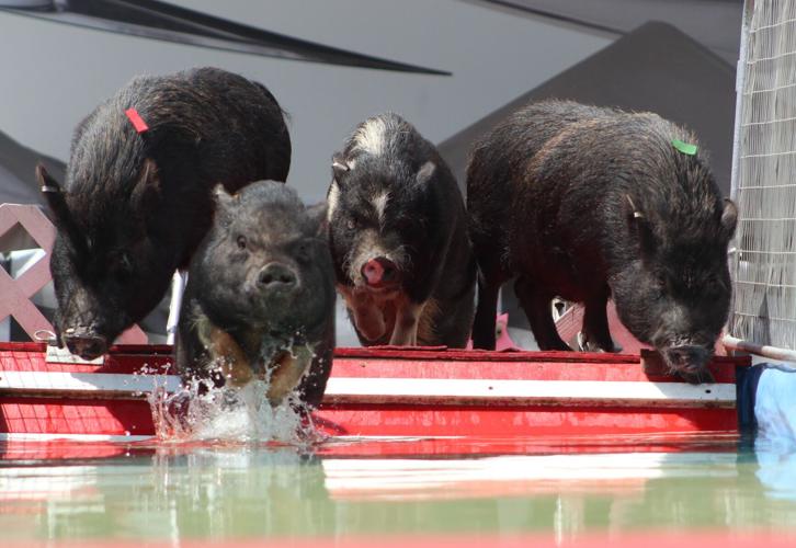 Go, pigs, go! | Local News | chronicleonline.com