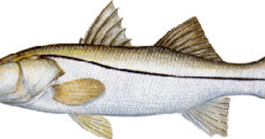Local Briefs 11/28: Homosassa boat parade meeting 12/13; Snook harvest ...