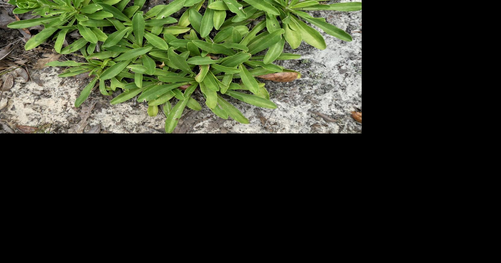 Native Florida Paintbrush | Real Estate | chronicleonline.com