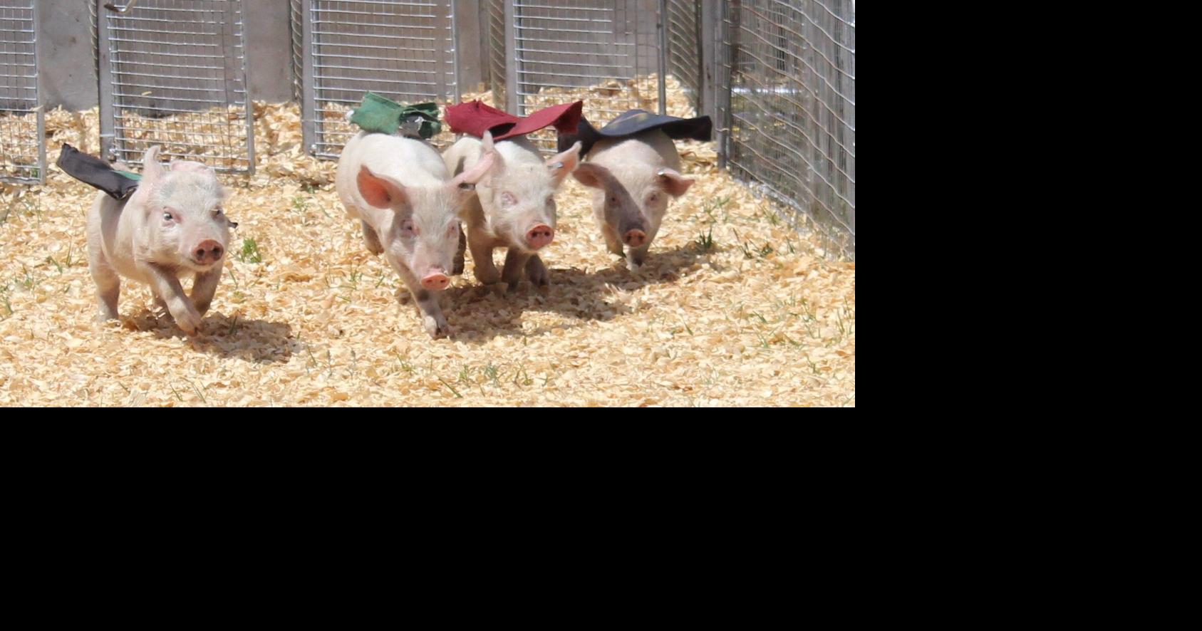 Go, pigs, go! | Local News | chronicleonline.com