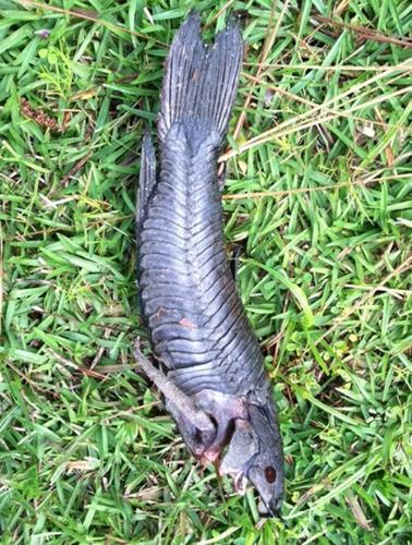 Fish-a-saurus | Sports | Citrus County Chronicle | chronicleonline.com