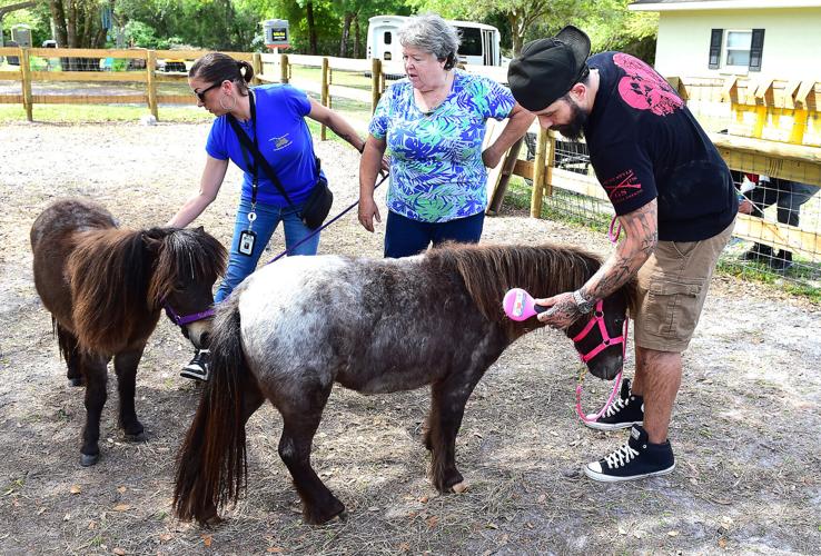 Horse-powered therapy: Healing Hearts Farm uses miniature horses to ...