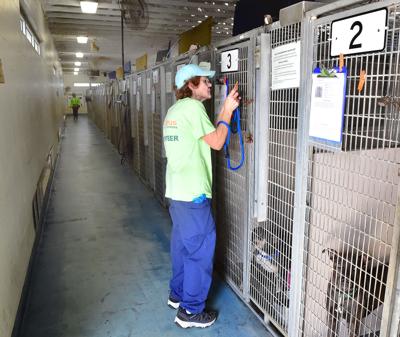 Shelter suspends stray dog intakes | Local News | chronicleonline.com