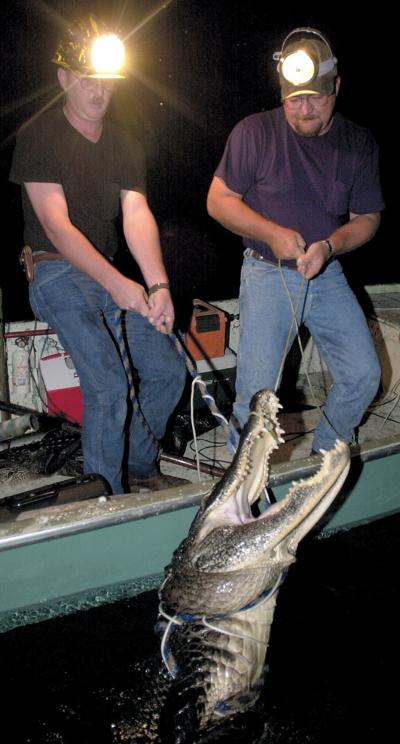 FWC calls on alligator trappers for Citrus County | Local News ...