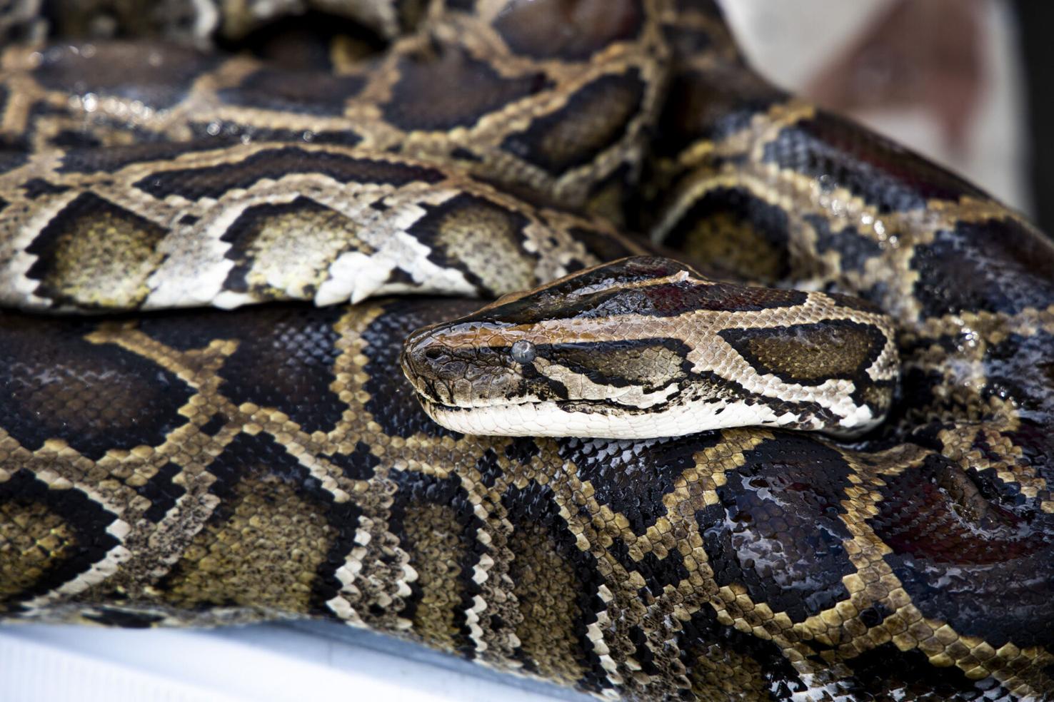 Pythons are eating the Everglades. Could eating them instead help fight climate change ...
