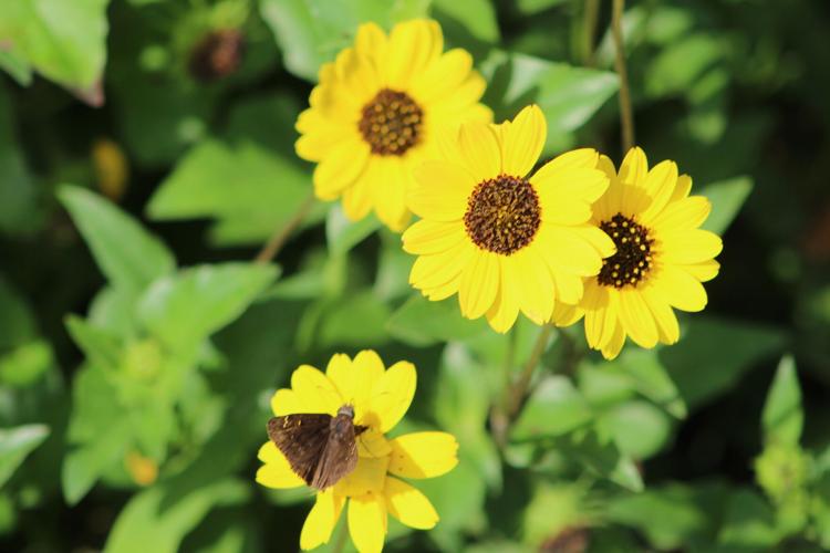 Sunflowers in the garden | Real Estate | chronicleonline.com