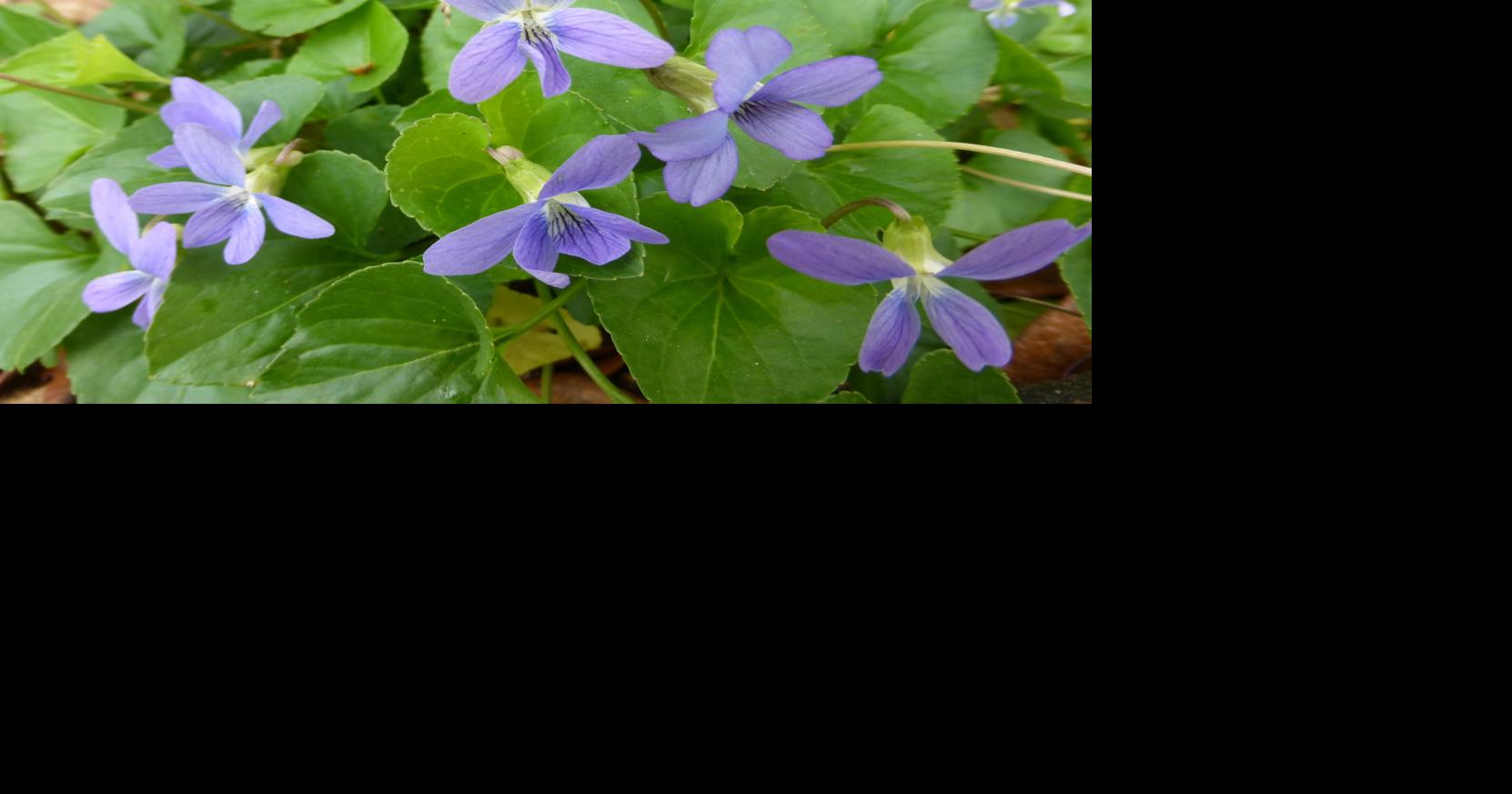 Jane's Garden 3/8/15: Violets in Florida | Real Estate ...